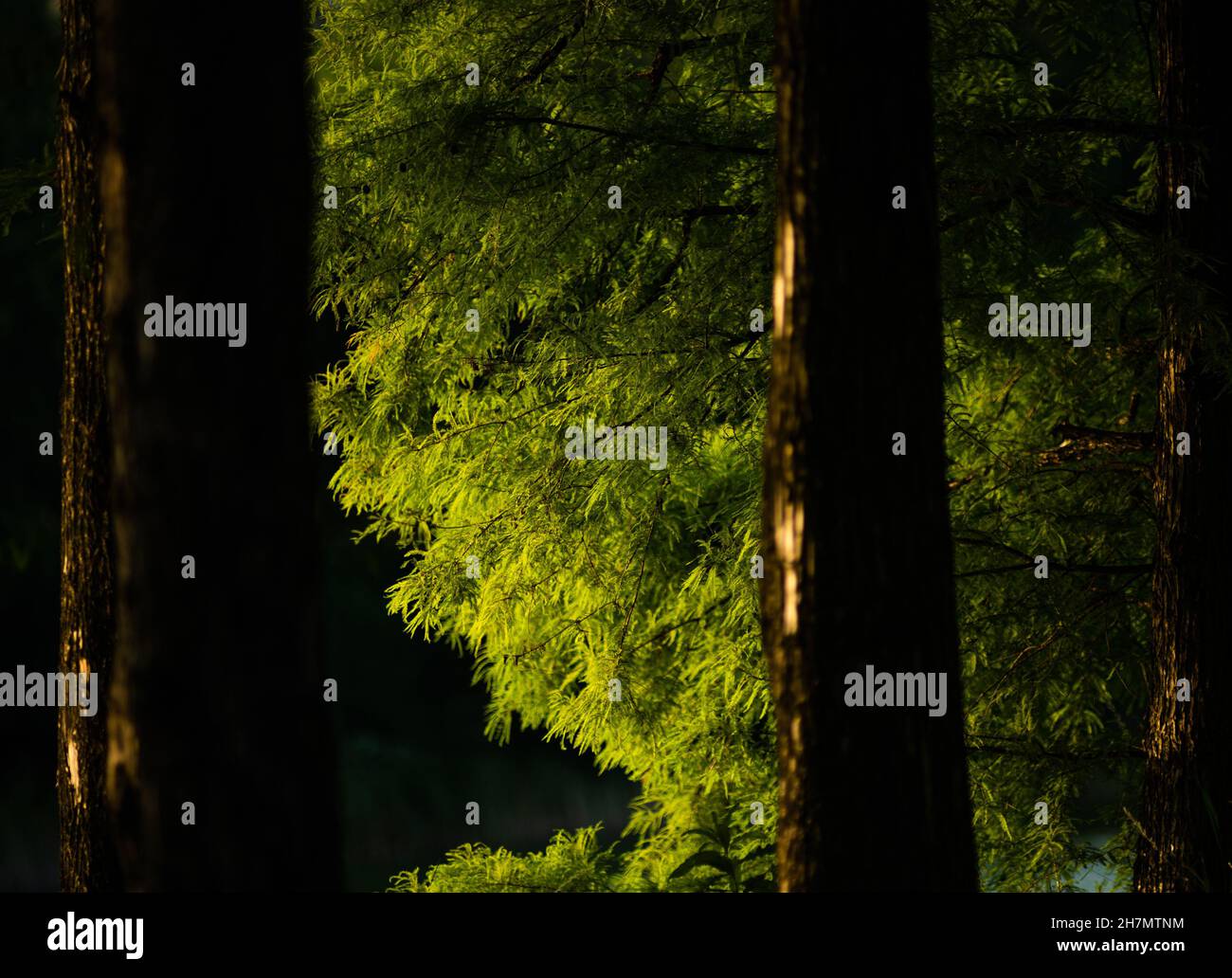 boron; come; coniferous; wood; plant; vegetation; nature; landscape ...