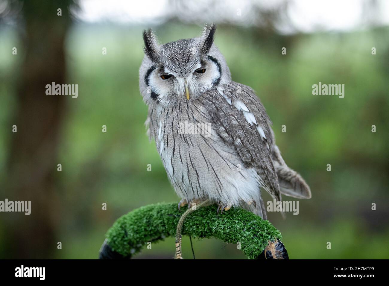 Whiteface african owl hi-res stock photography and images - Alamy