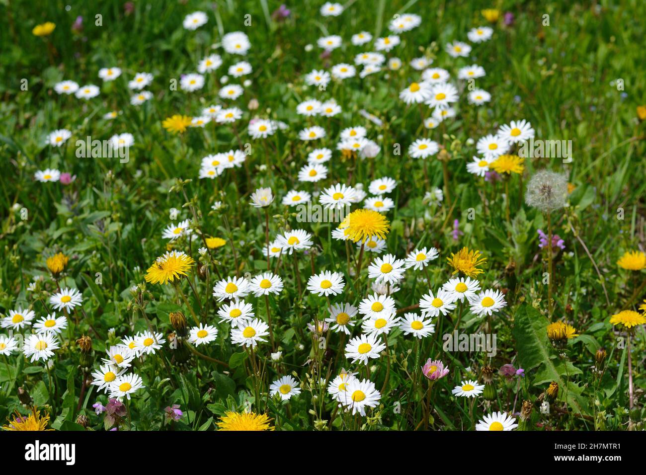 Field of daisy and dandelion flowers in sunny day. Summer flower close ...