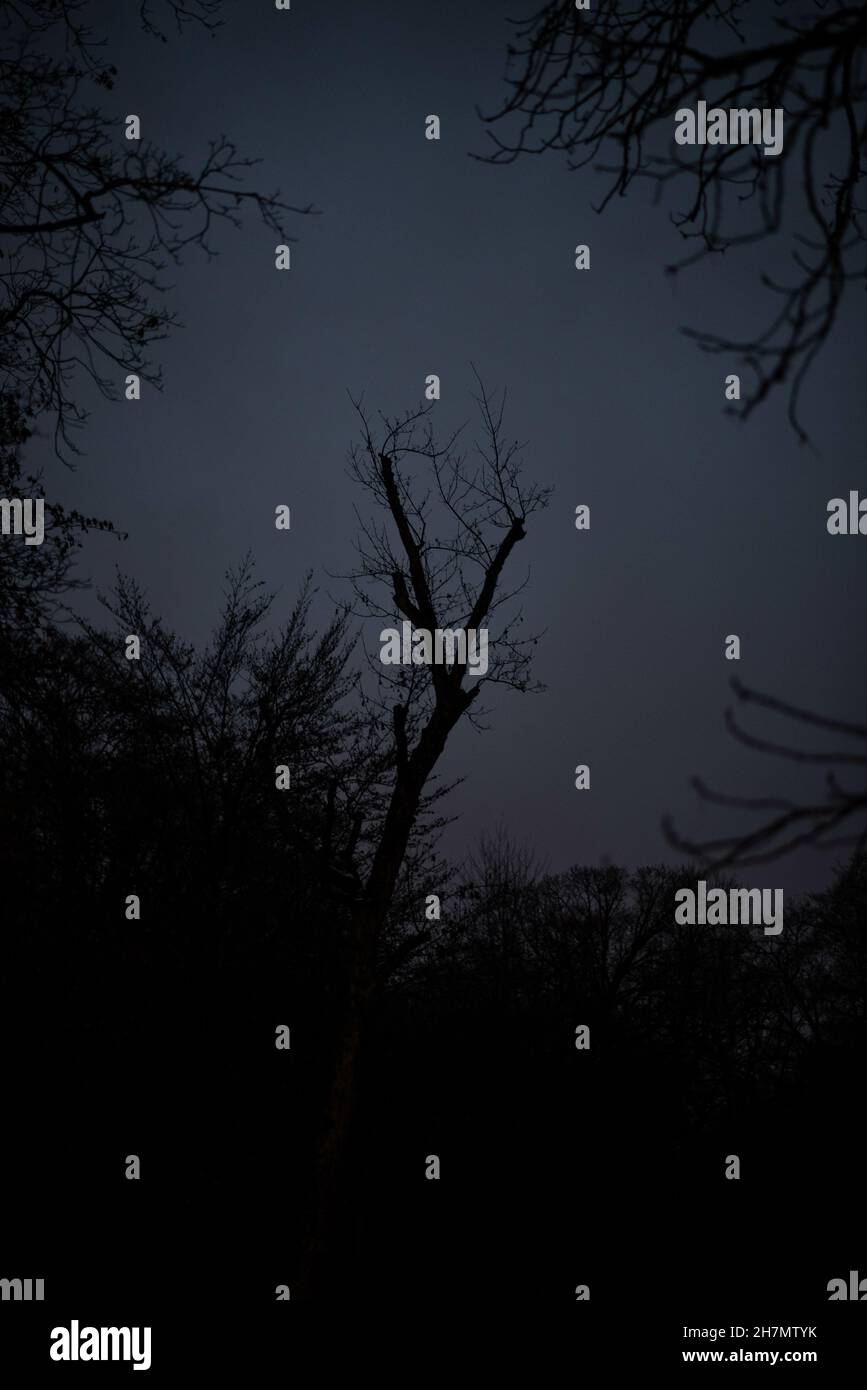 A tree in the twilight Stock Photo - Alamy