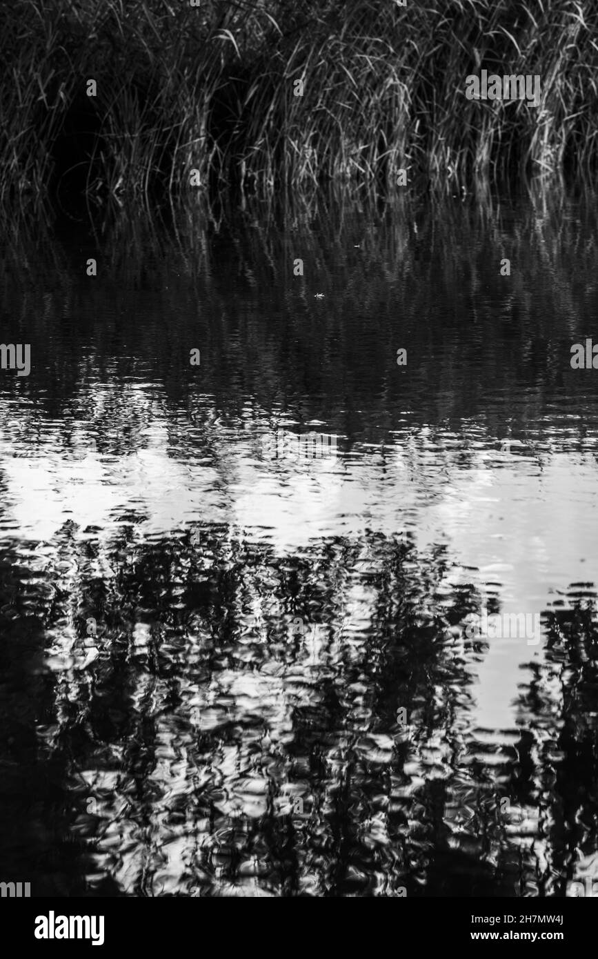 A reflection of a tree in a lake Stock Photo - Alamy