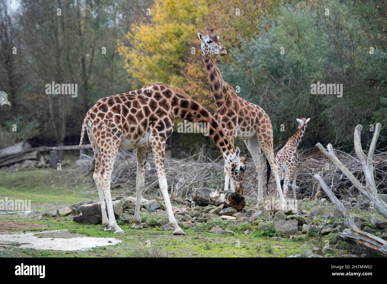 Gelsenkirchen, Deutschland. 15th Nov, 2021. Rothschild giraffe, Giraffa ...