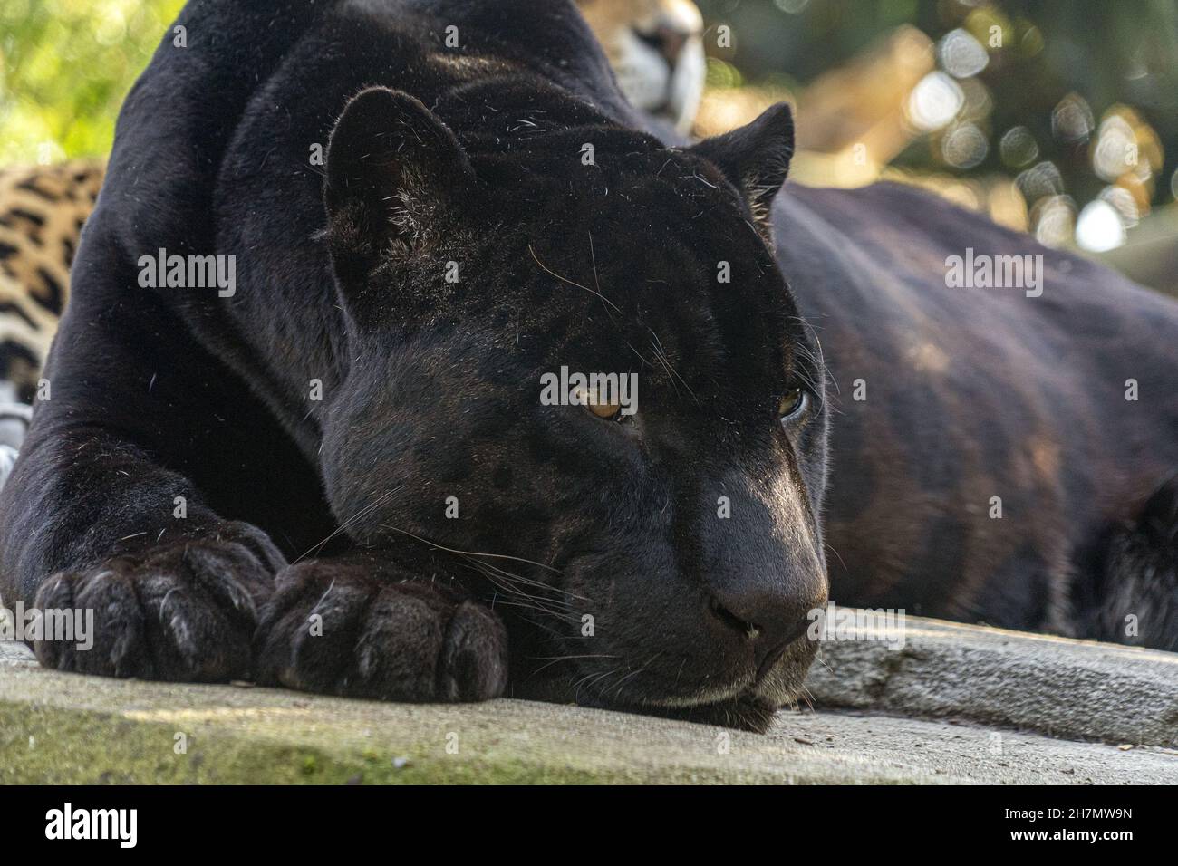 black panther close up eye contact portrait Stock Photo - Alamy