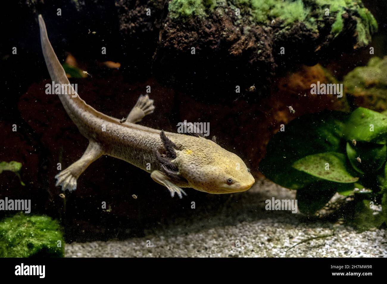 Axolotl amphibian aquatic animal underwater close up Stock Photo - Alamy