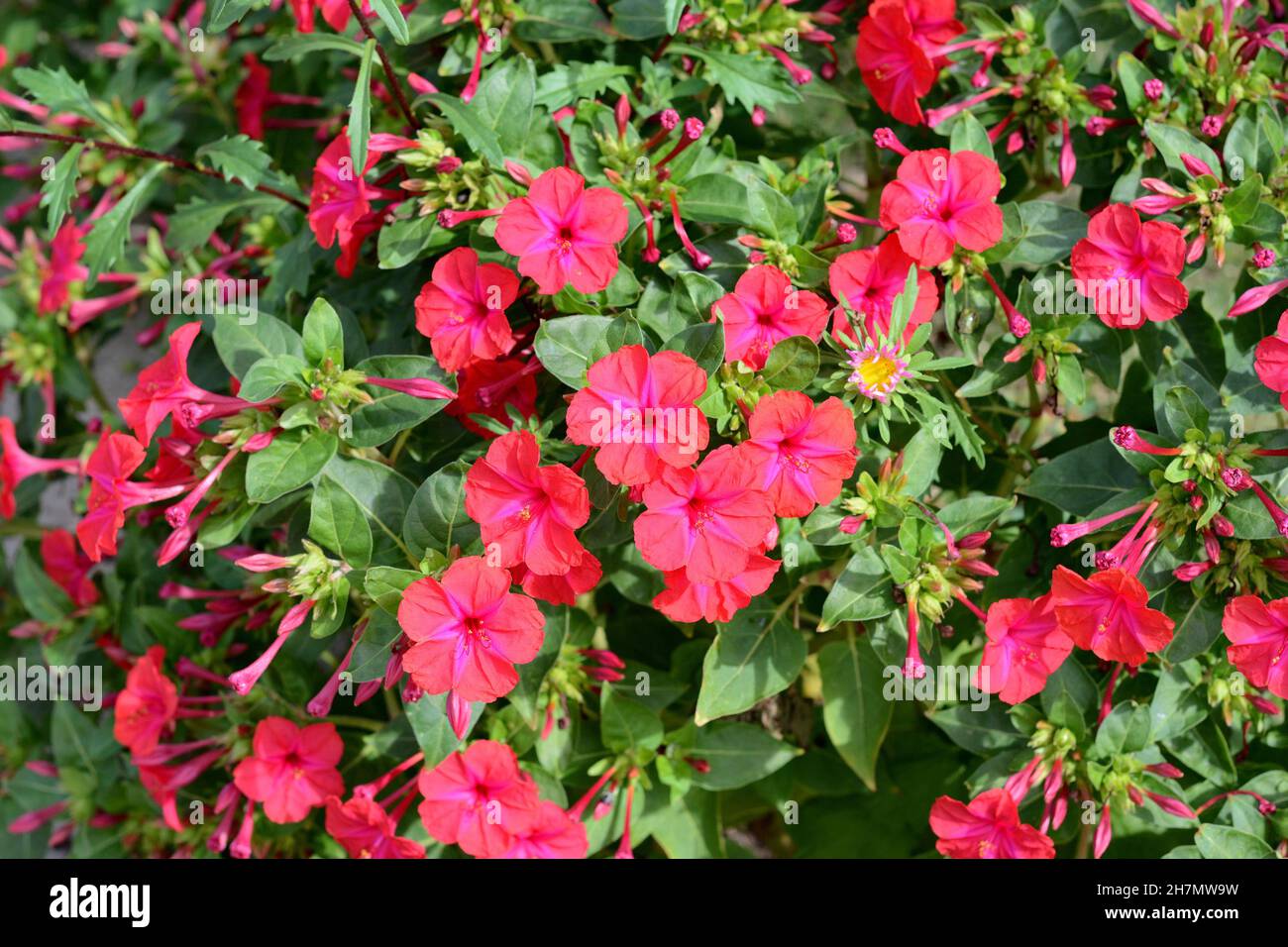 Red Mirabilis Jalapa flower, also known as Marvel of Peru or Four O ...