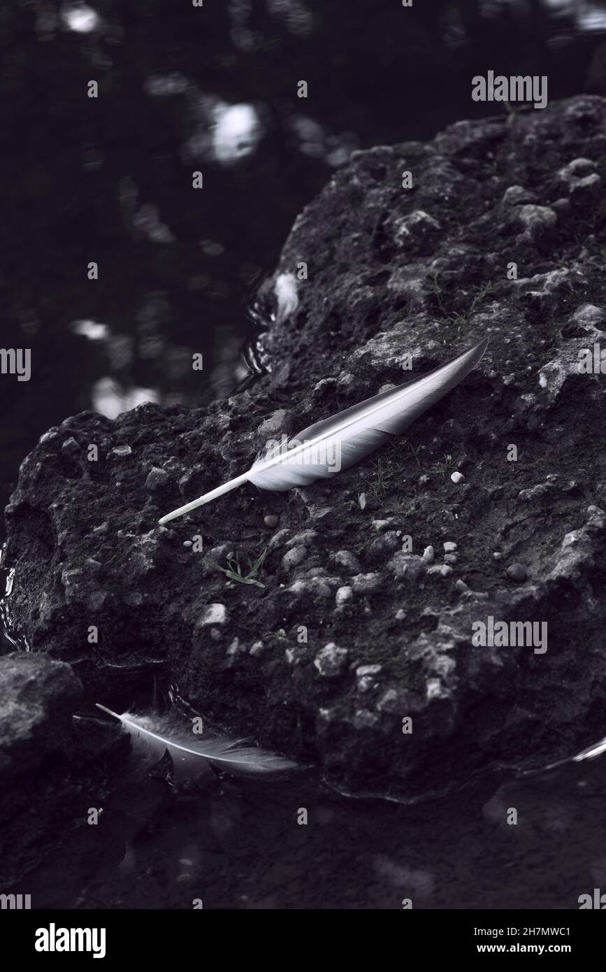 A seperate feather on a rock Stock Photo - Alamy