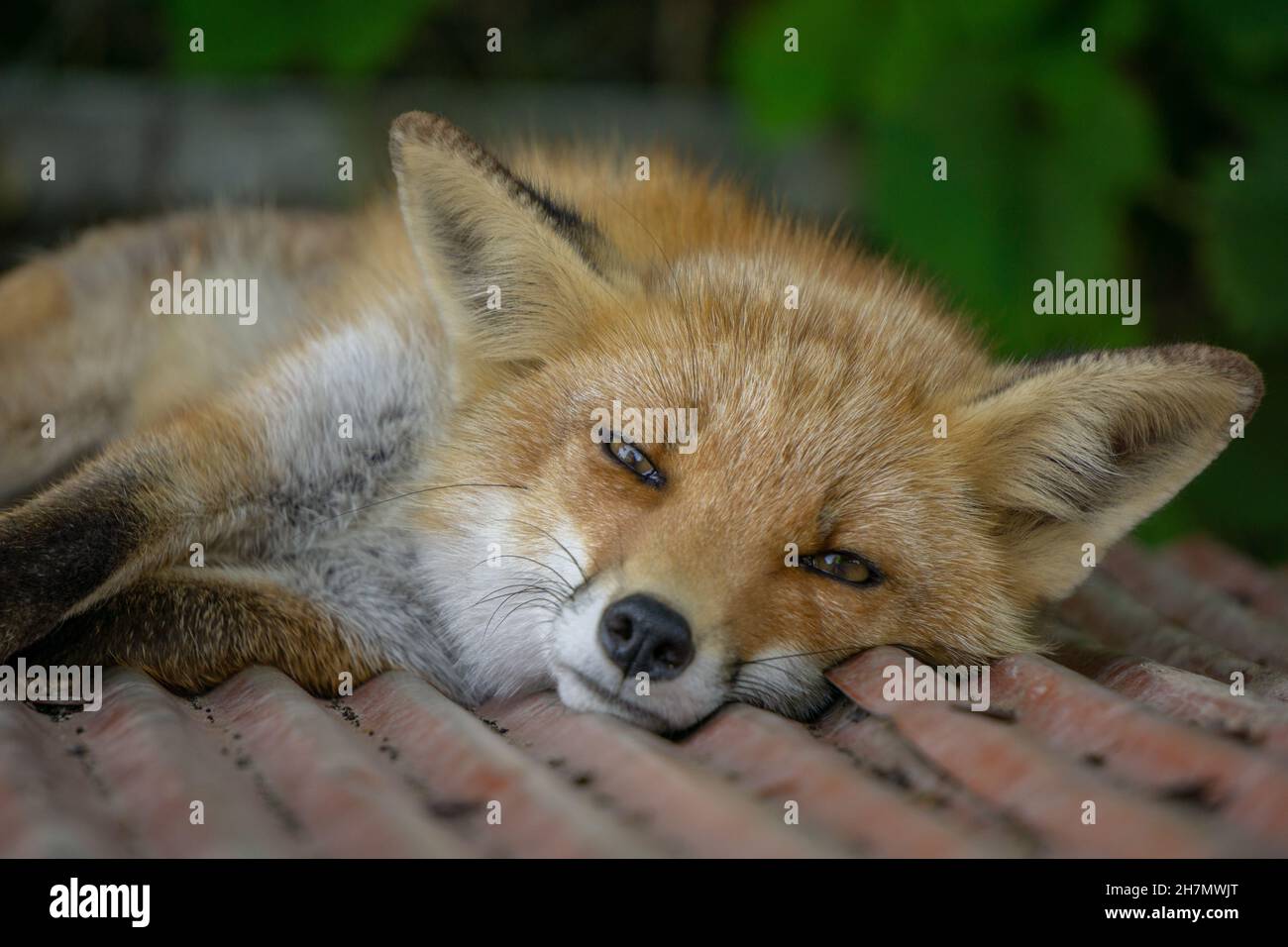 Young Hokkaido Fox cub resting with eyes half open Stock Photo - Alamy