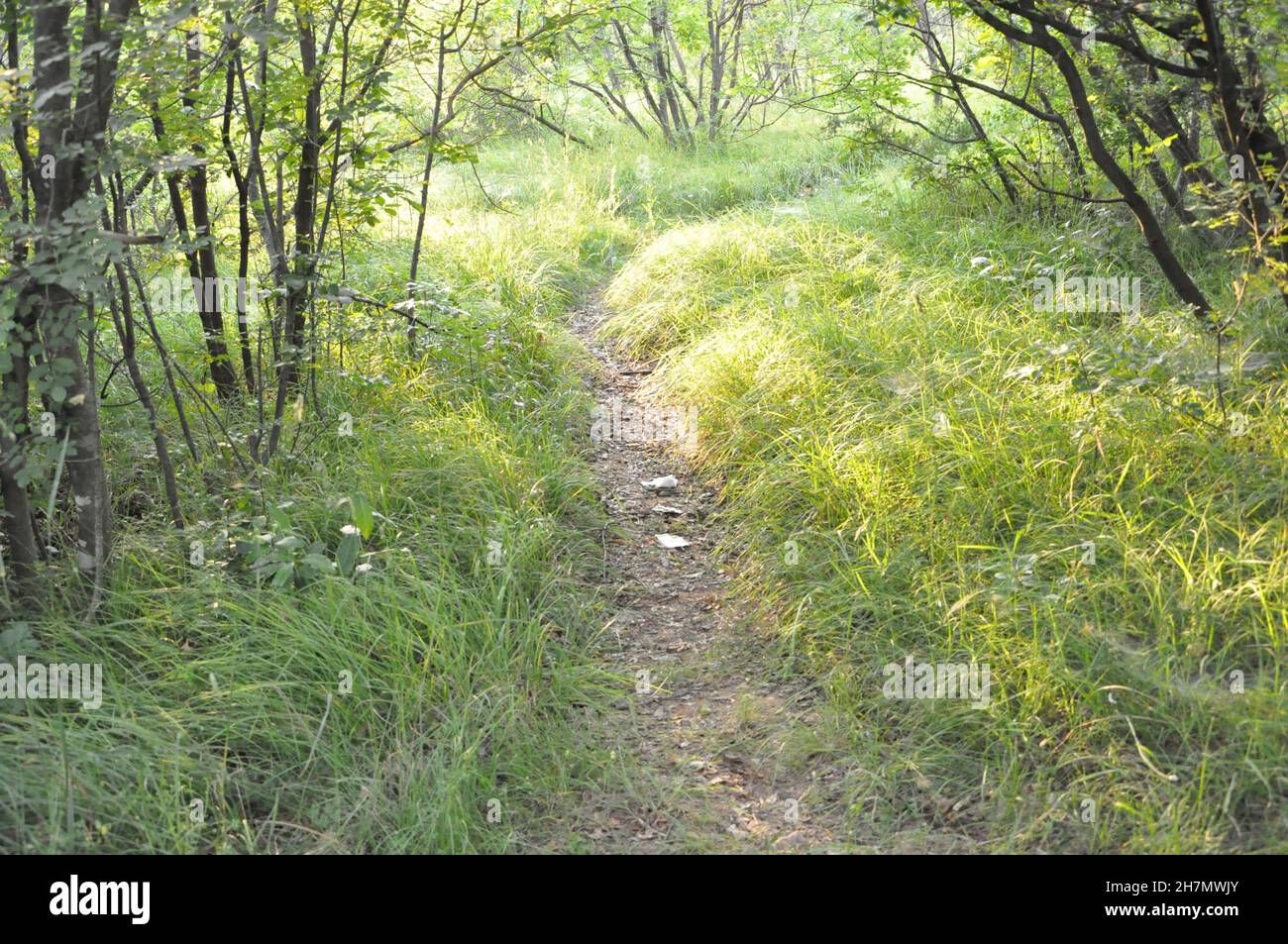 A forest path surrounded by green grass and trees.A forest path ...