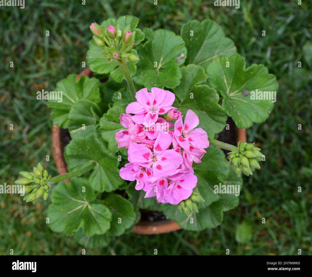 Geranium Pelargonium Flowers in the garden Stock Photo - Alamy