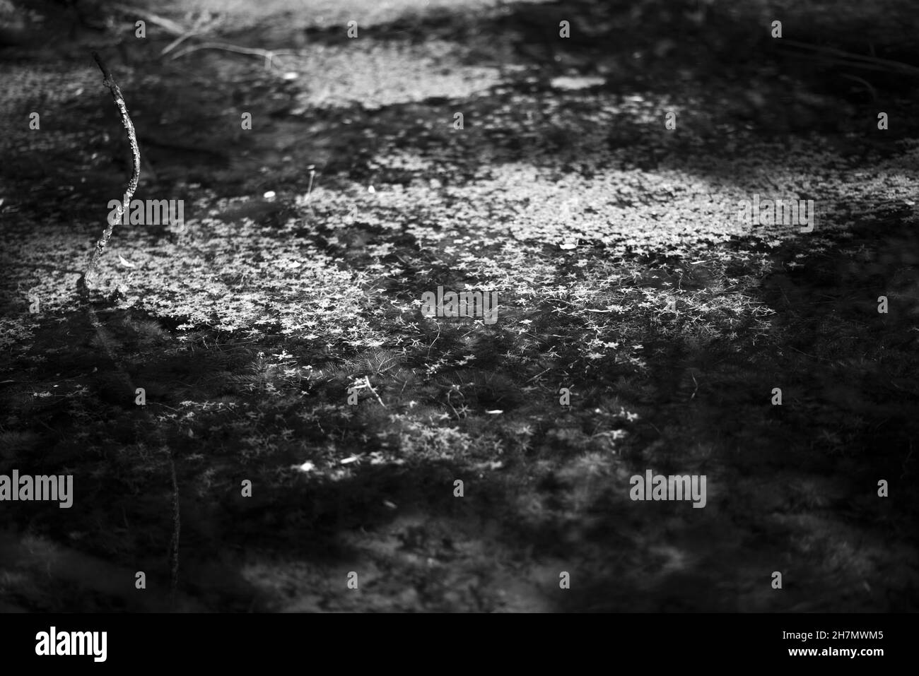 Green alga algae Black and White Stock Photos & Images - Alamy