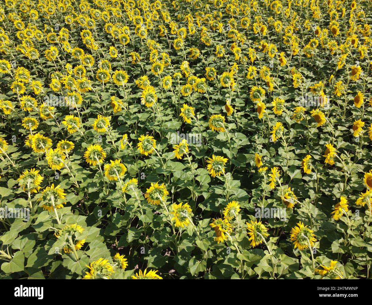 Sunflower flowers in the field, top view Stock Photo - Alamy