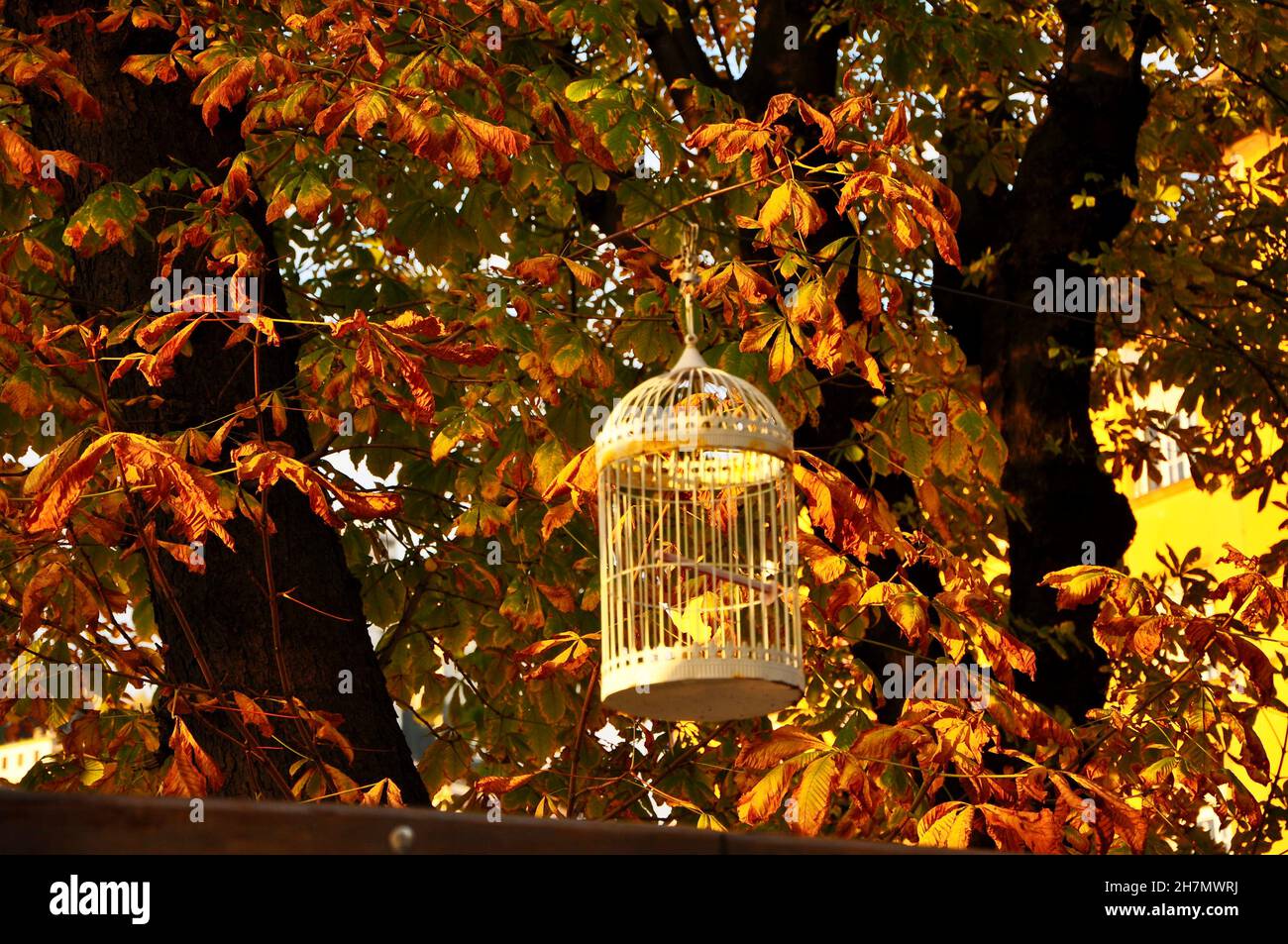 White bird cage on a tree. Open white bird cage on the tree in autumn ...