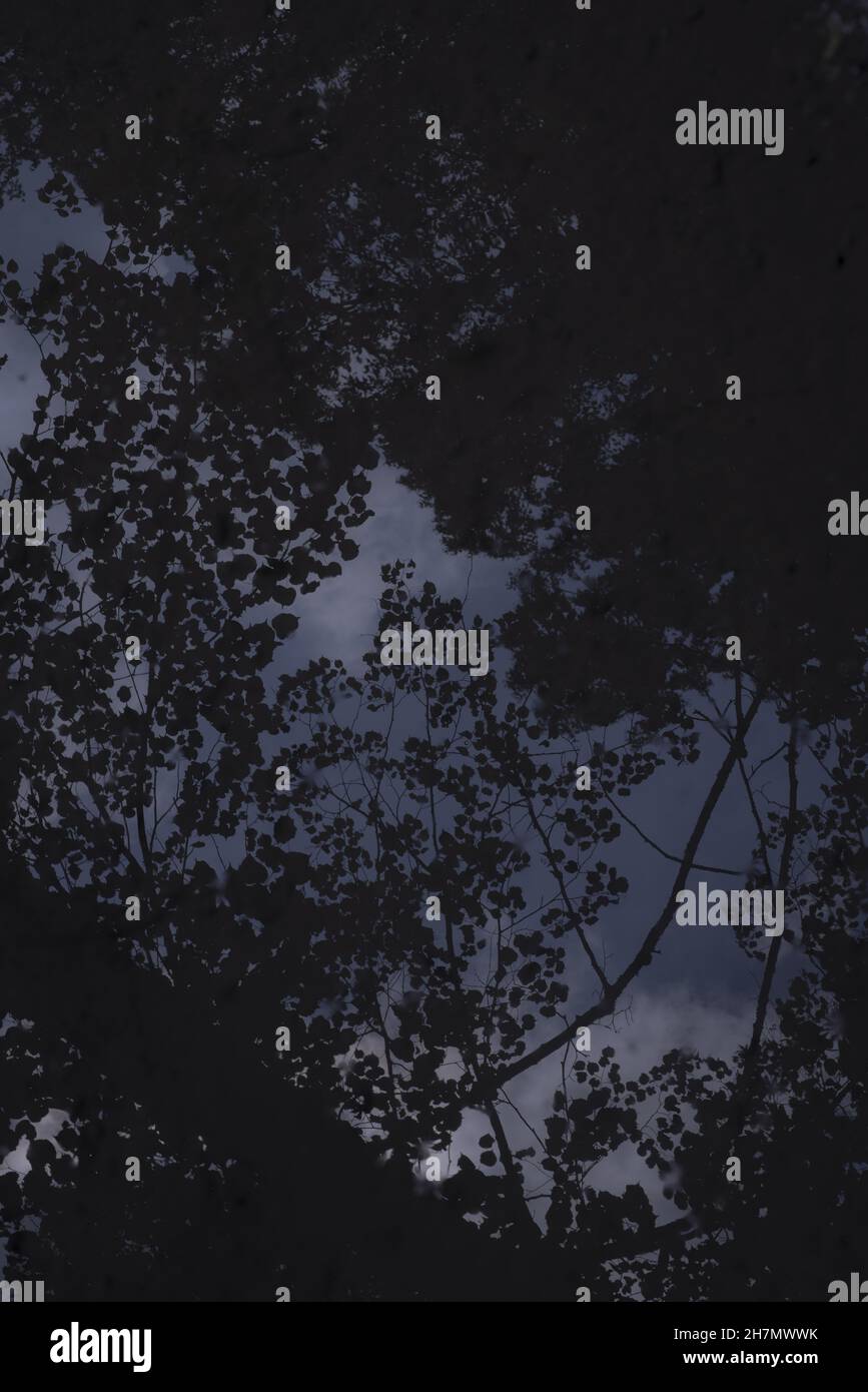 Reflection of a tree in the water Stock Photo - Alamy