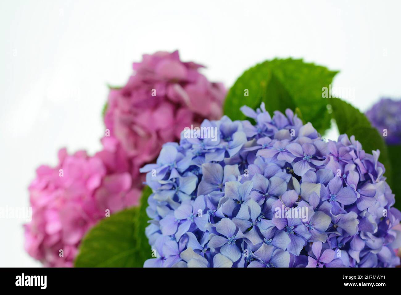 Beautiful flower of hydrangea isolated on a white background Stock ...