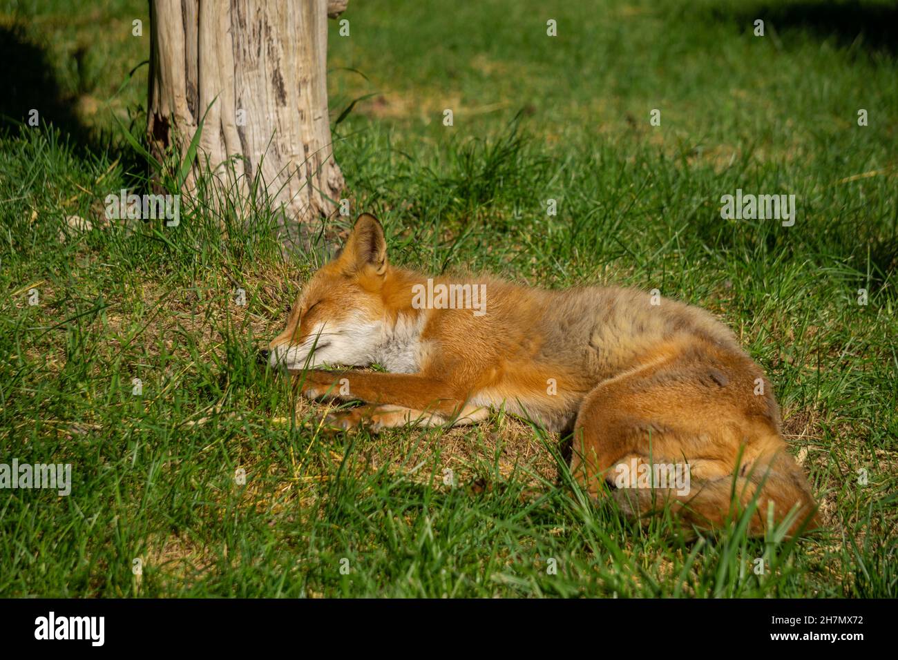 Sleeping foxes hi-res stock photography and images - Alamy