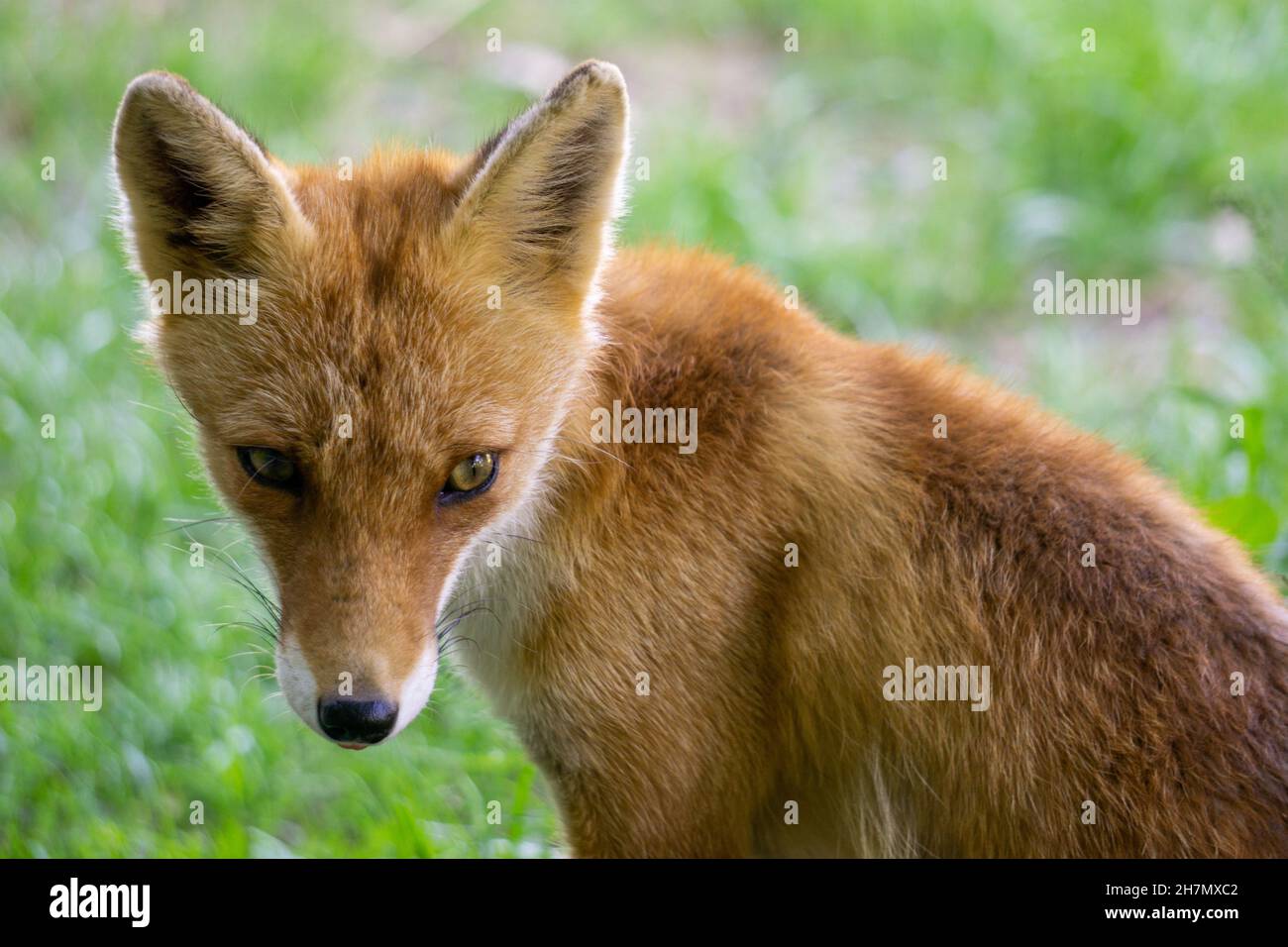 Red fox new born hi-res stock photography and images - Alamy