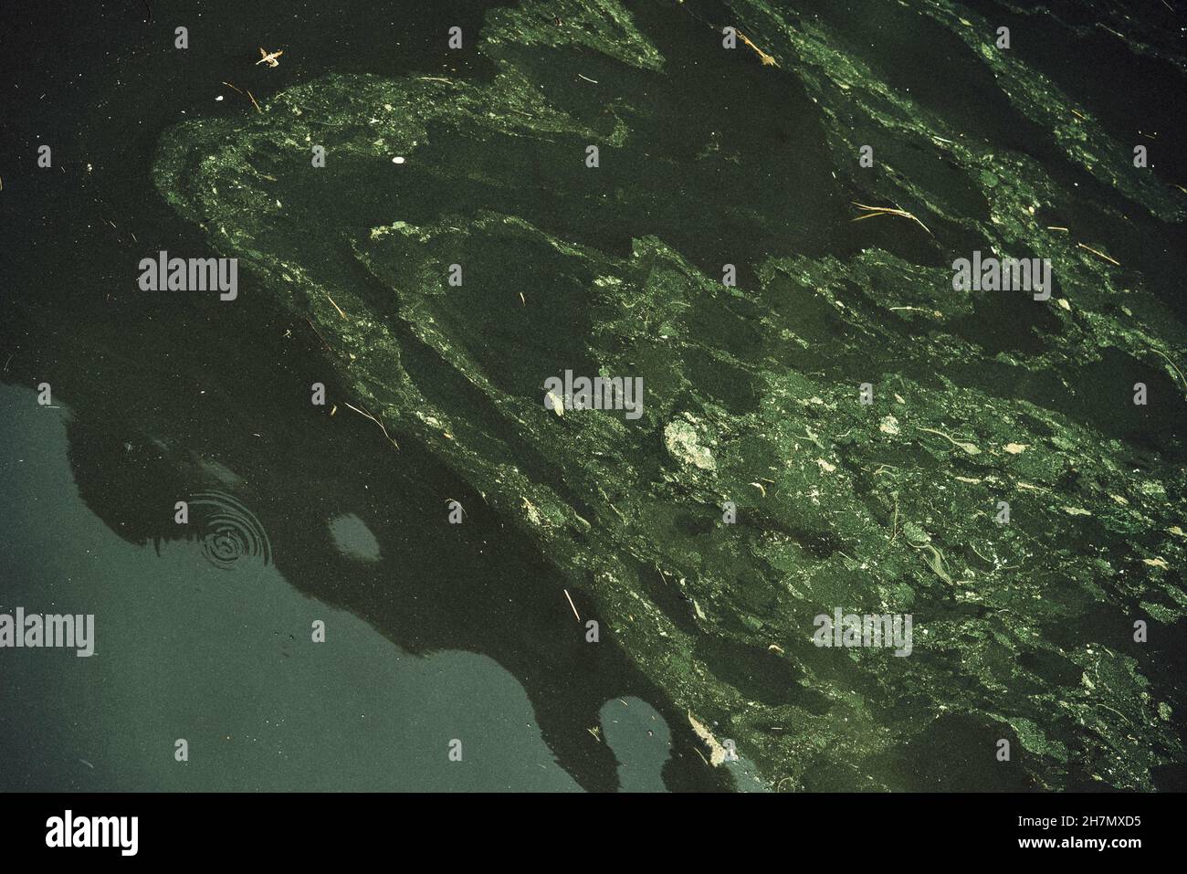 disgusting river with floating plants Stock Photo - Alamy