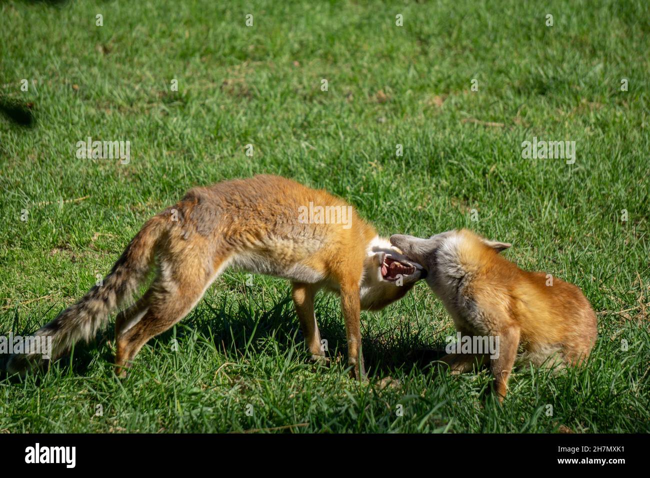 Red fox new born hi-res stock photography and images - Alamy
