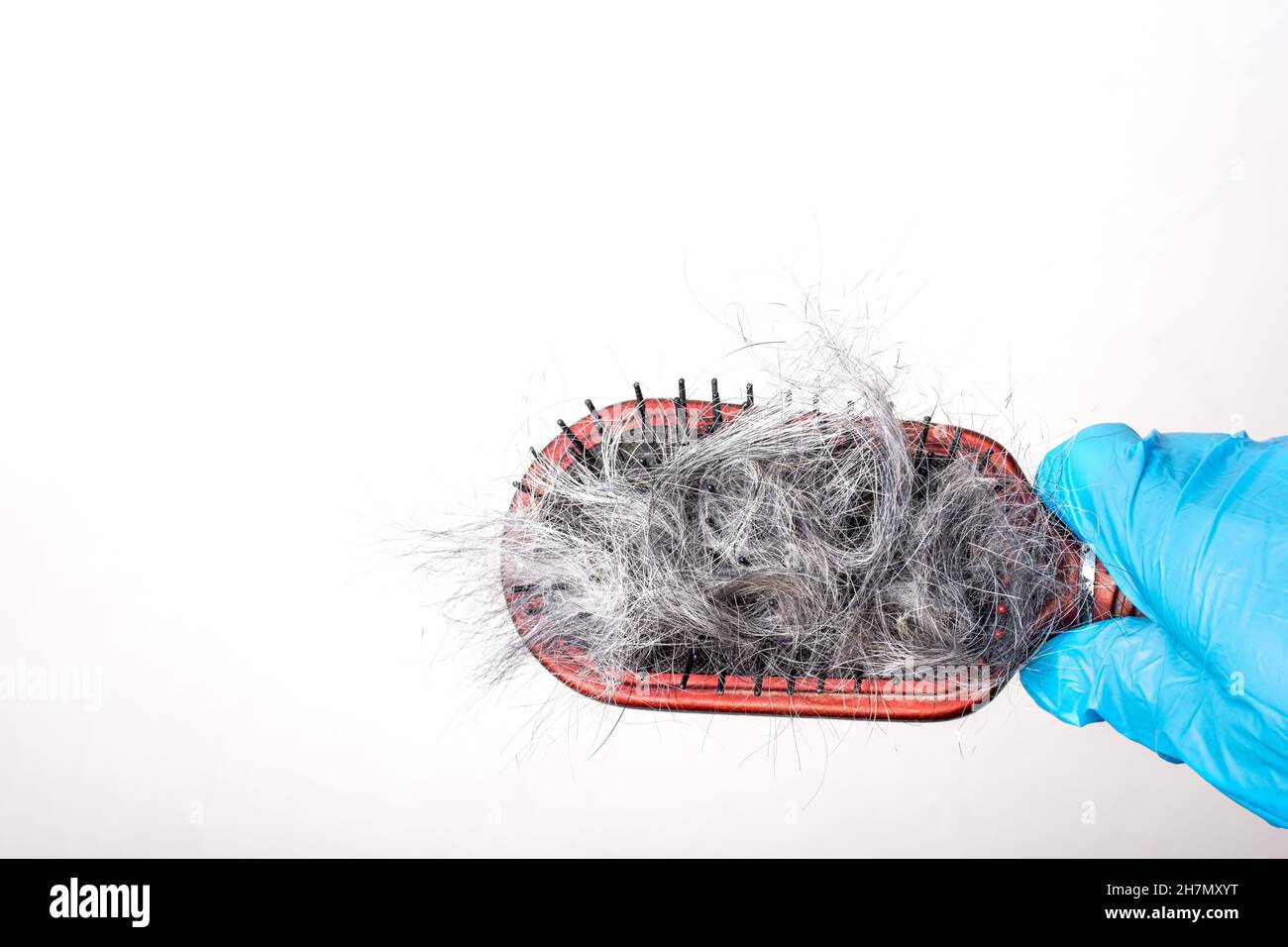 Gray, dark hair, wool on a comb on a light background, copy space. Hair ...
