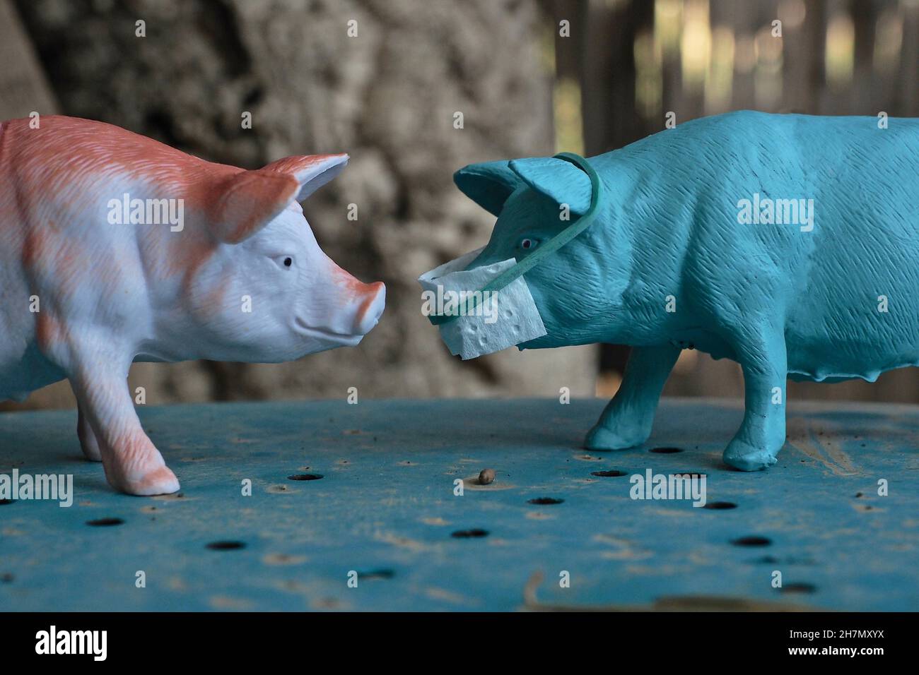 Corona, Covid 19, Mask compulsory, Pig figures with mouth protection ...