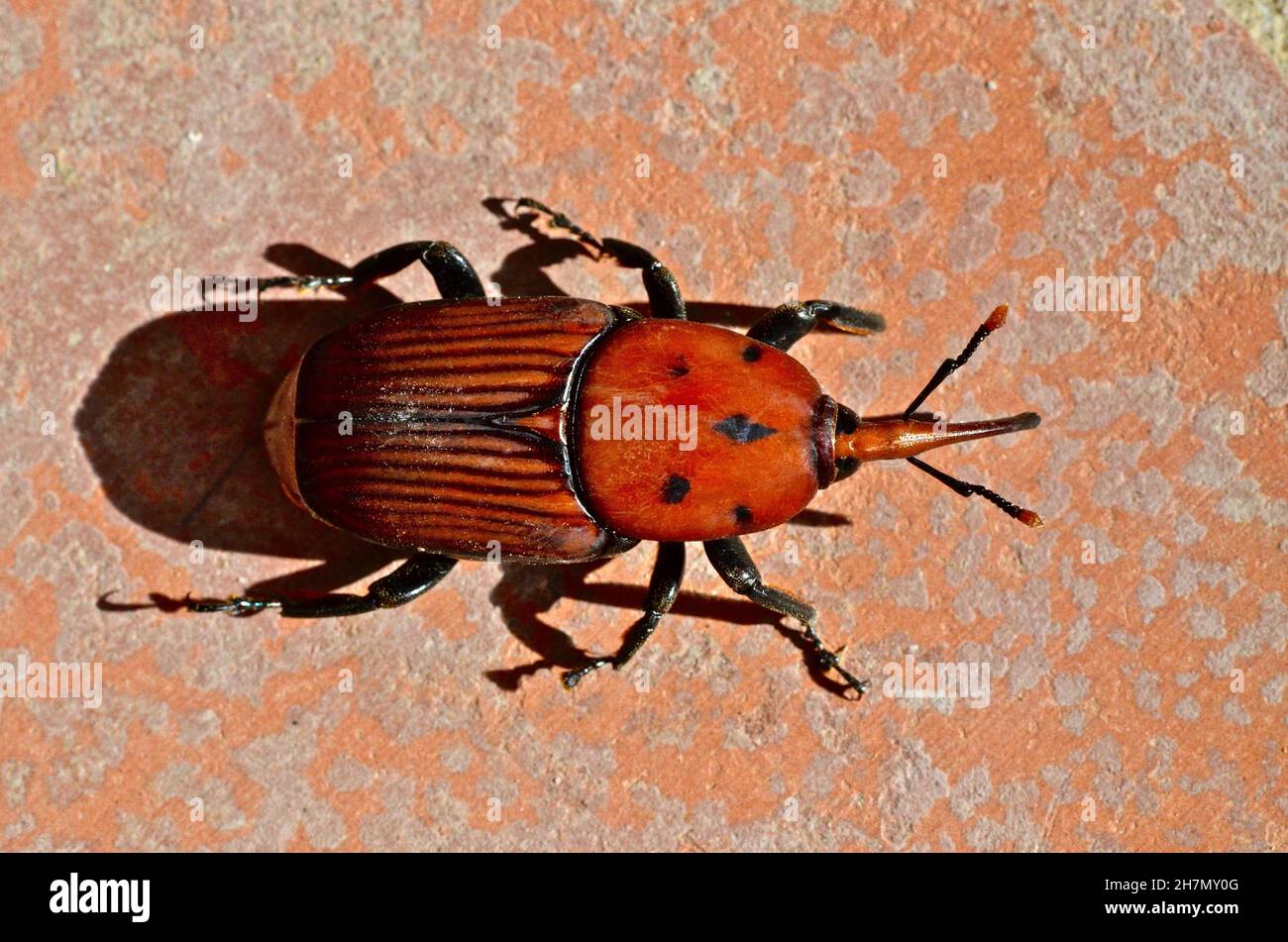 Red palm weevil rhynchophorus ferrugineus hi-res stock photography and ...