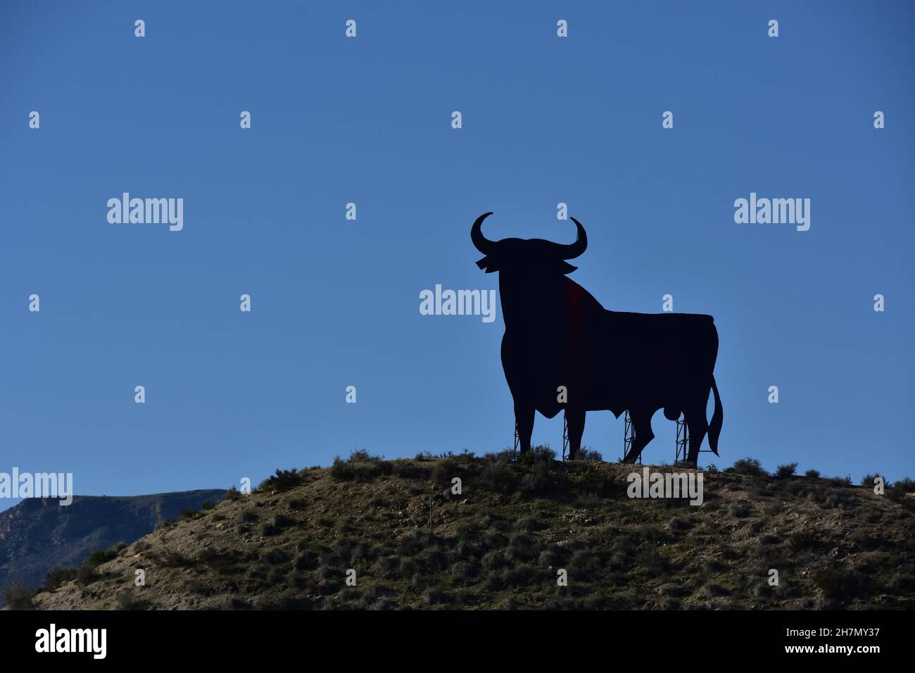 Osborne bull hi-res stock photography and images - Alamy