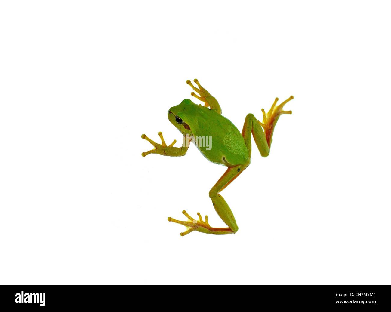 Small green frog isolated. European tree frog isolated on white ...