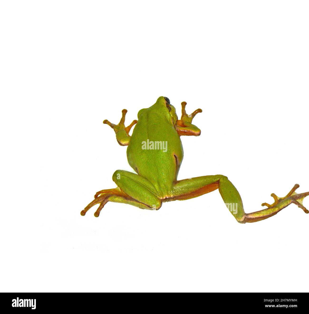 Small green frog isolated. European tree frog isolated on white ...