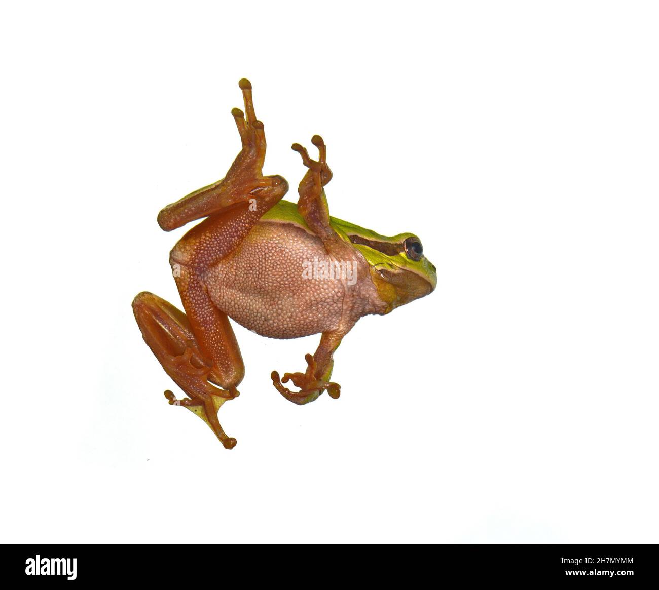 Small green frog isolated. European tree frog isolated on white ...