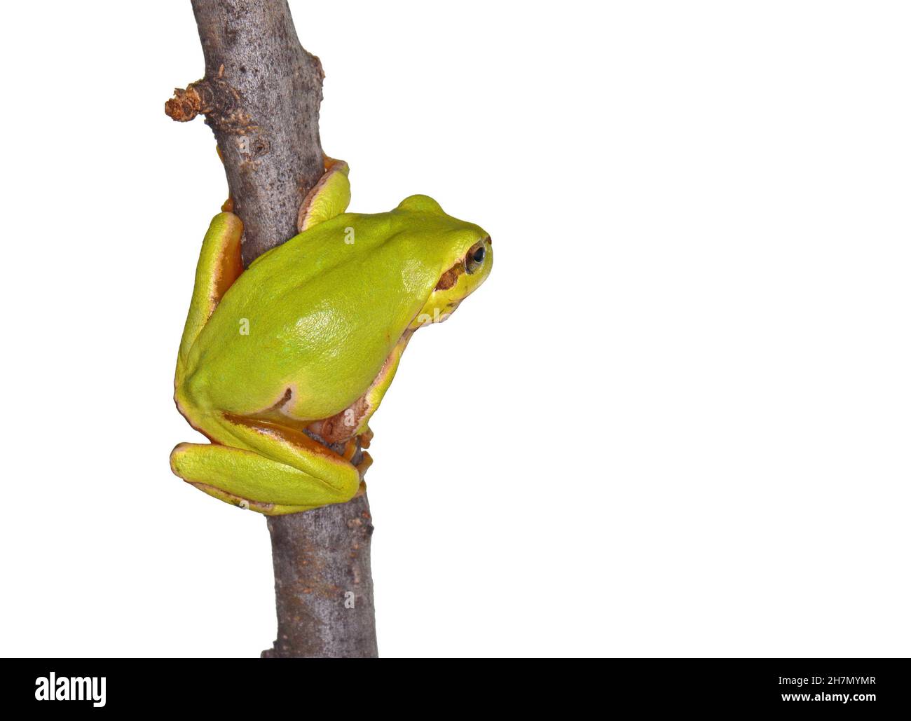 Small green frog isolated. European tree frog isolated on white ...