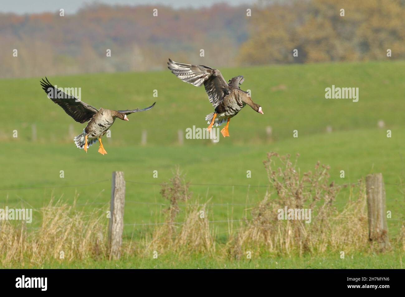 Greater white-fronted geese (Anser albifrons), in flight, landing on a ...