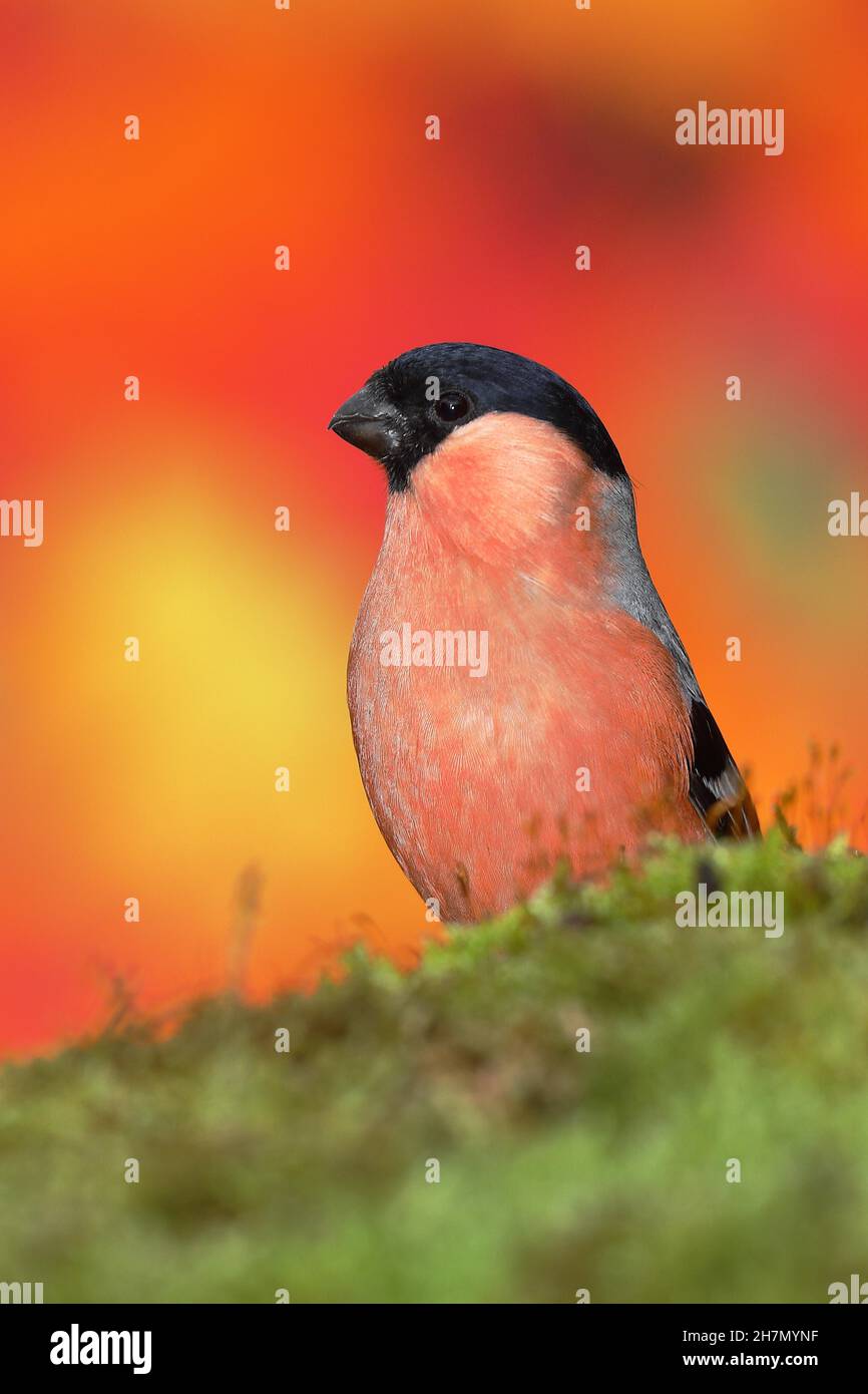 Indian finches hi-res stock photography and images - Alamy