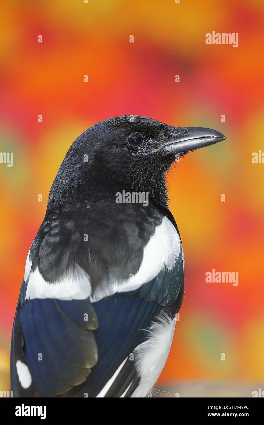 European magpie (Pica pica), animal portrait in front of autumn leaves ...