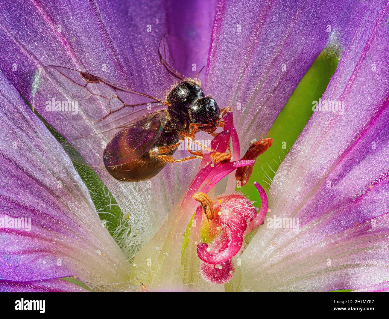 Male ant (Camponotus ligniperda), stork's nettle (Geranium Rozana ...