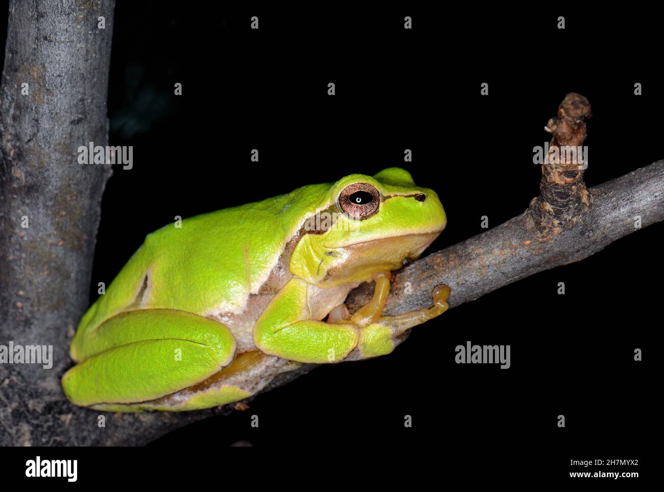 Small green frog isolated. European tree frog isolated on black ...