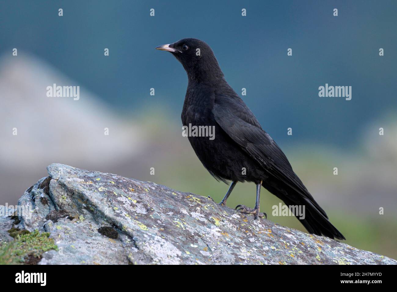 Alpine chough (Pyrrhocorax graculus), young bird, Hohe Tauern National ...