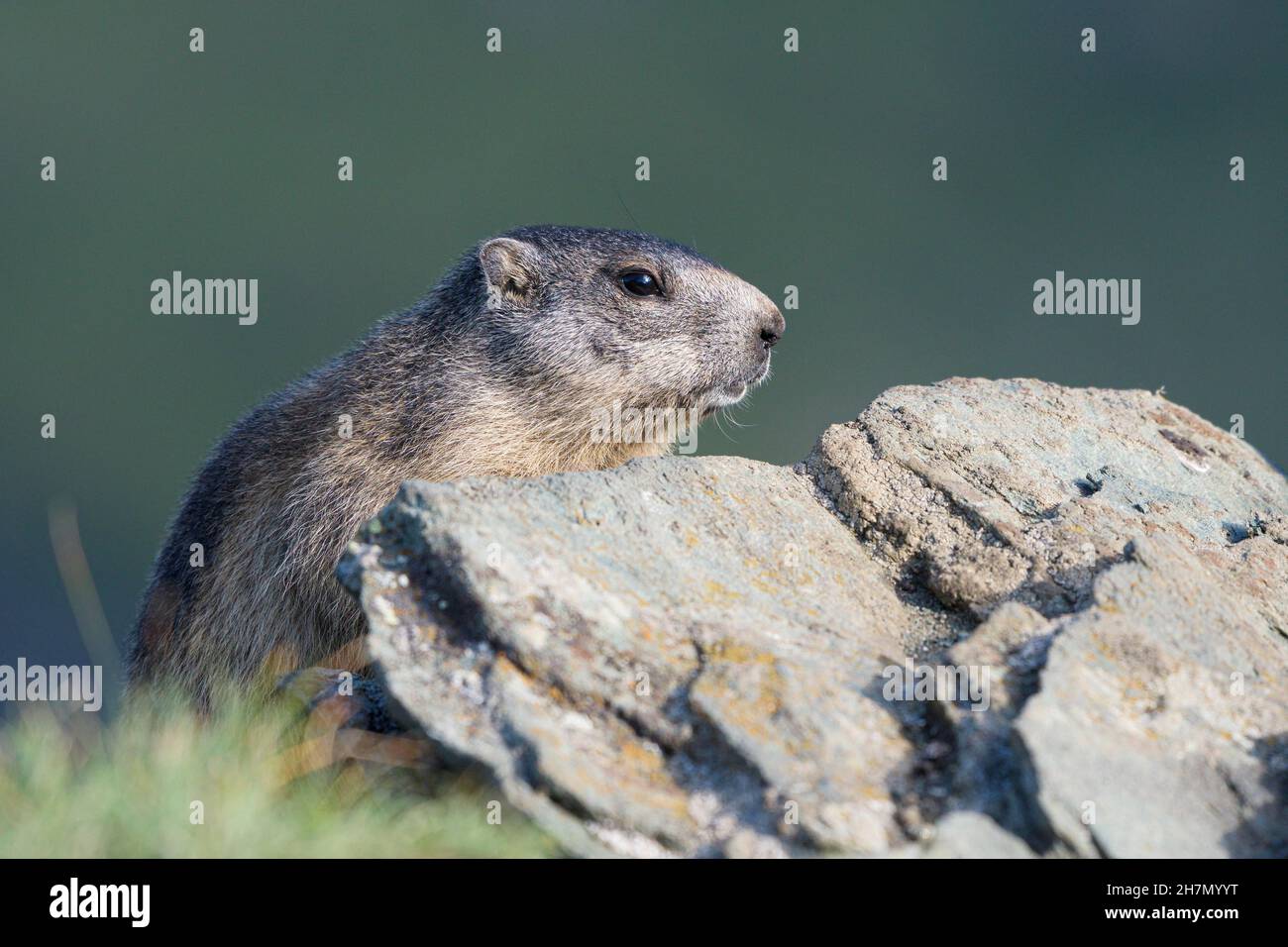 Alpine marmot (Marmota marmota), behind a stone, cautious, Hohe Tauern ...