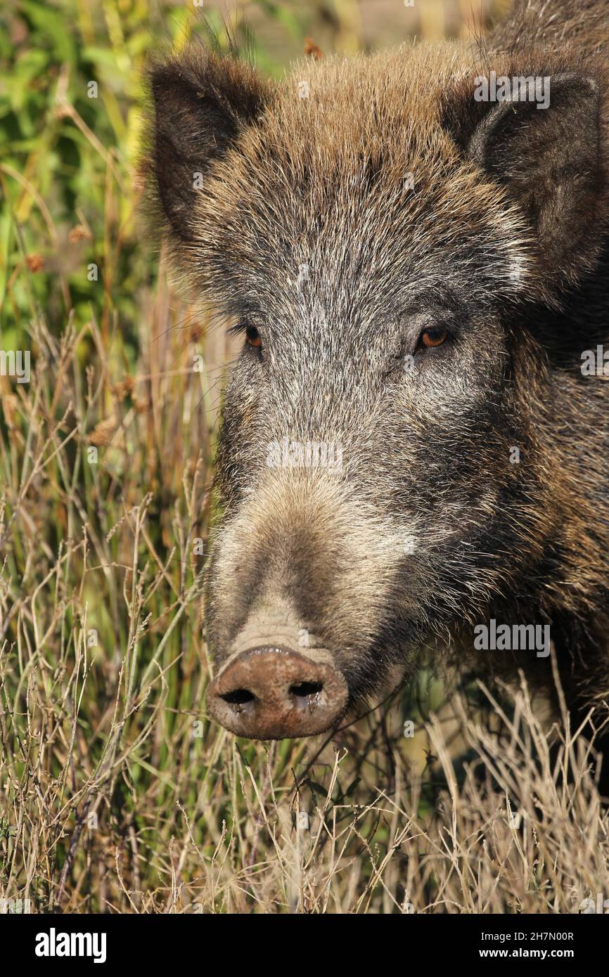 Wild boar (Sus scrofa) female animal safe, portrait, Allgaeu, Bavaria ...