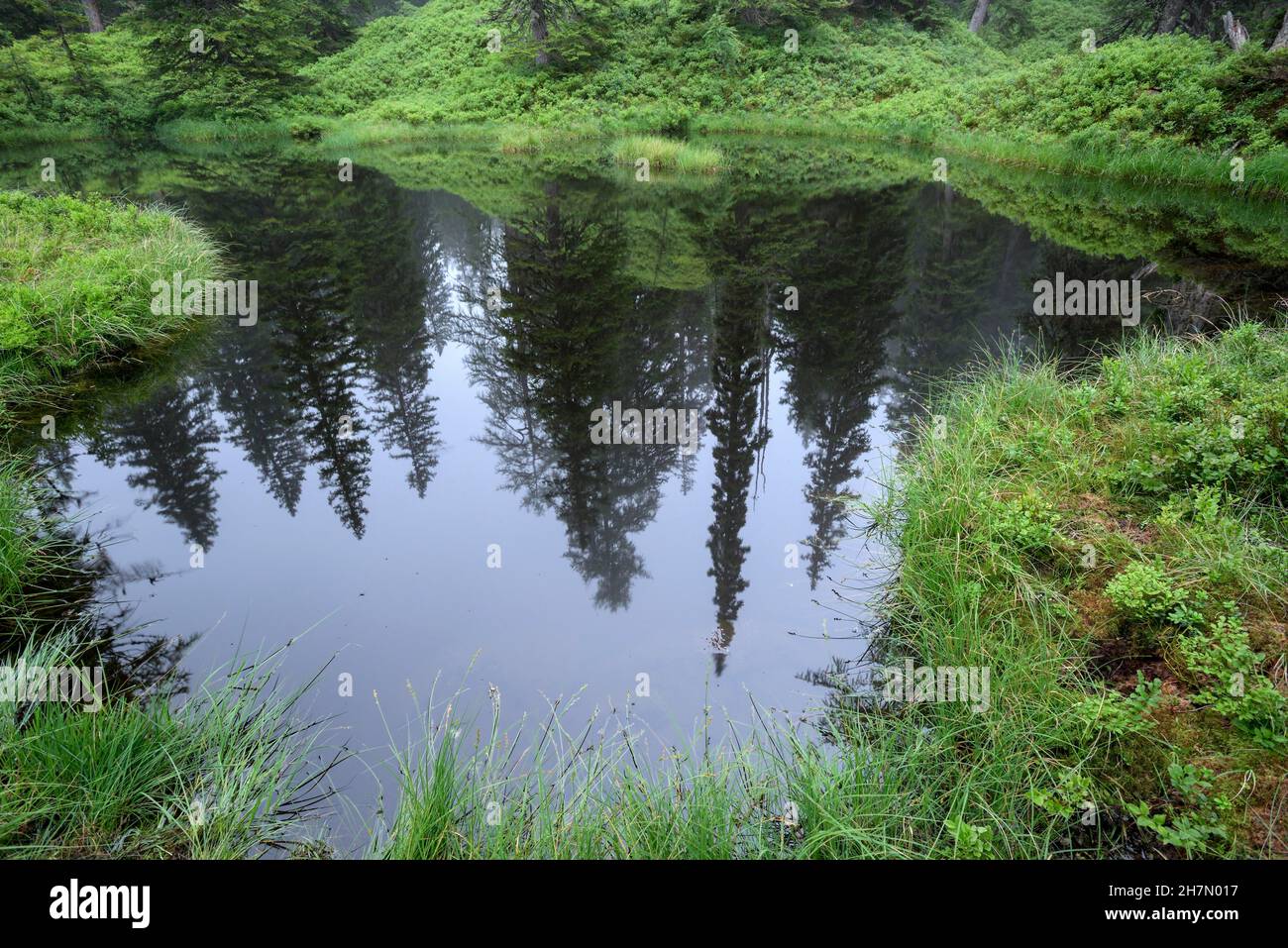 Rauriser primeval forest, moor ponds, Hohe Tauern National Park ...