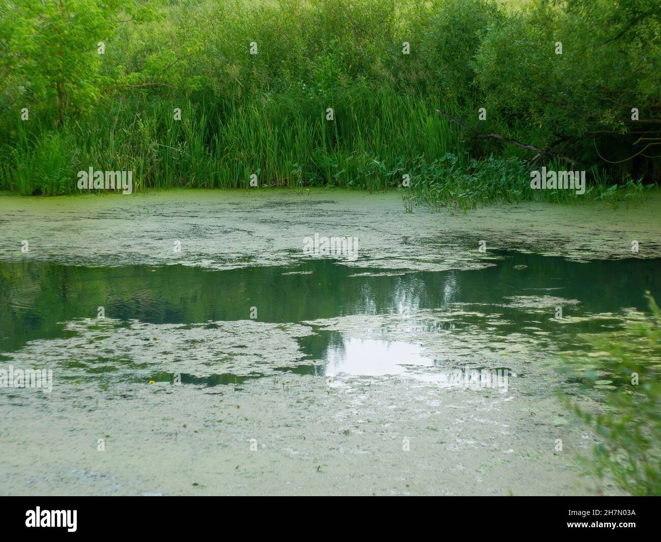 tree-covered bank of a small river in summer Stock Photo - Alamy