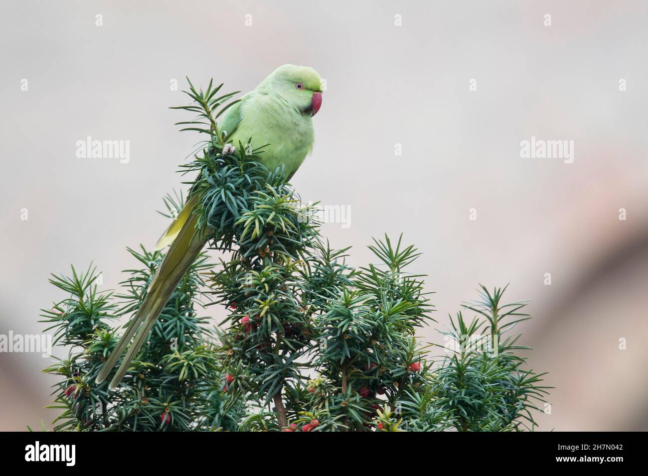 Rose-ringed parakeet (Psittacula krameri), Speyer, Rhineland-Palatinate ...