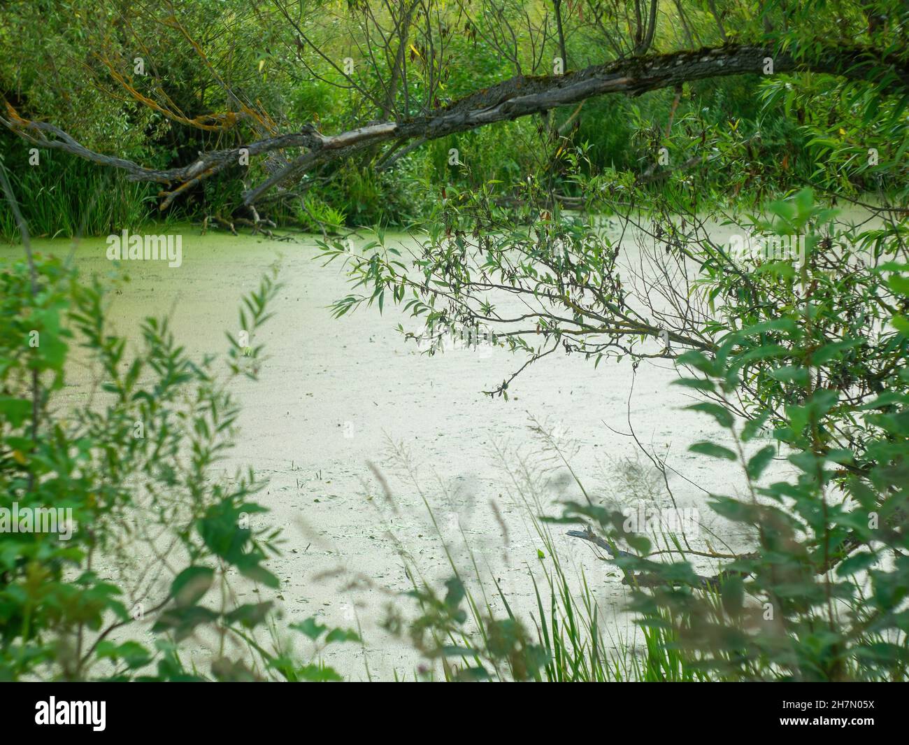 tree-covered bank of a small river in summer Stock Photo - Alamy