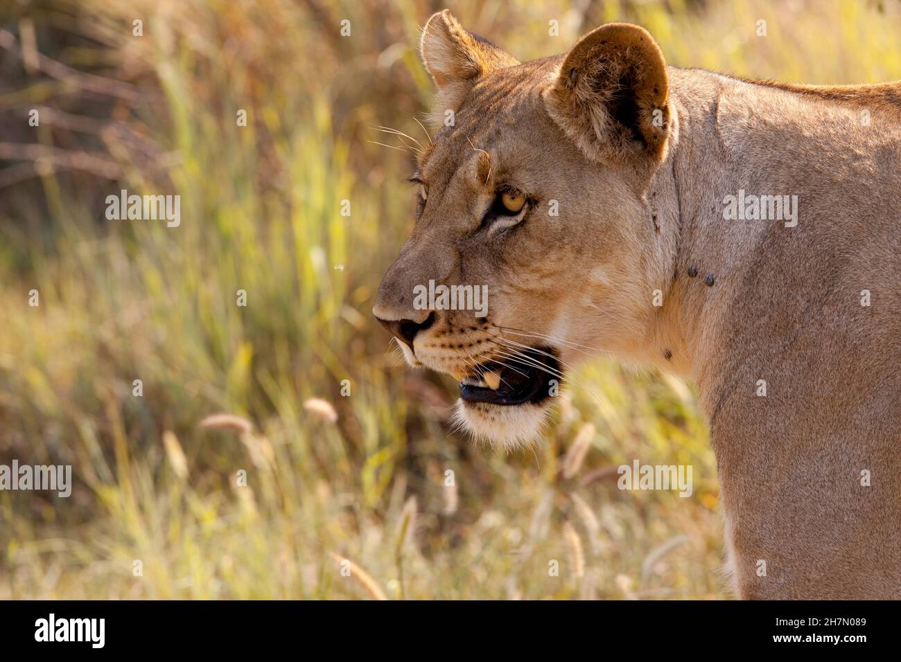 Young lioness in the lion (Panthera Leo), Madikwe Game Reserve, South Africa Stock Photo - Alamy