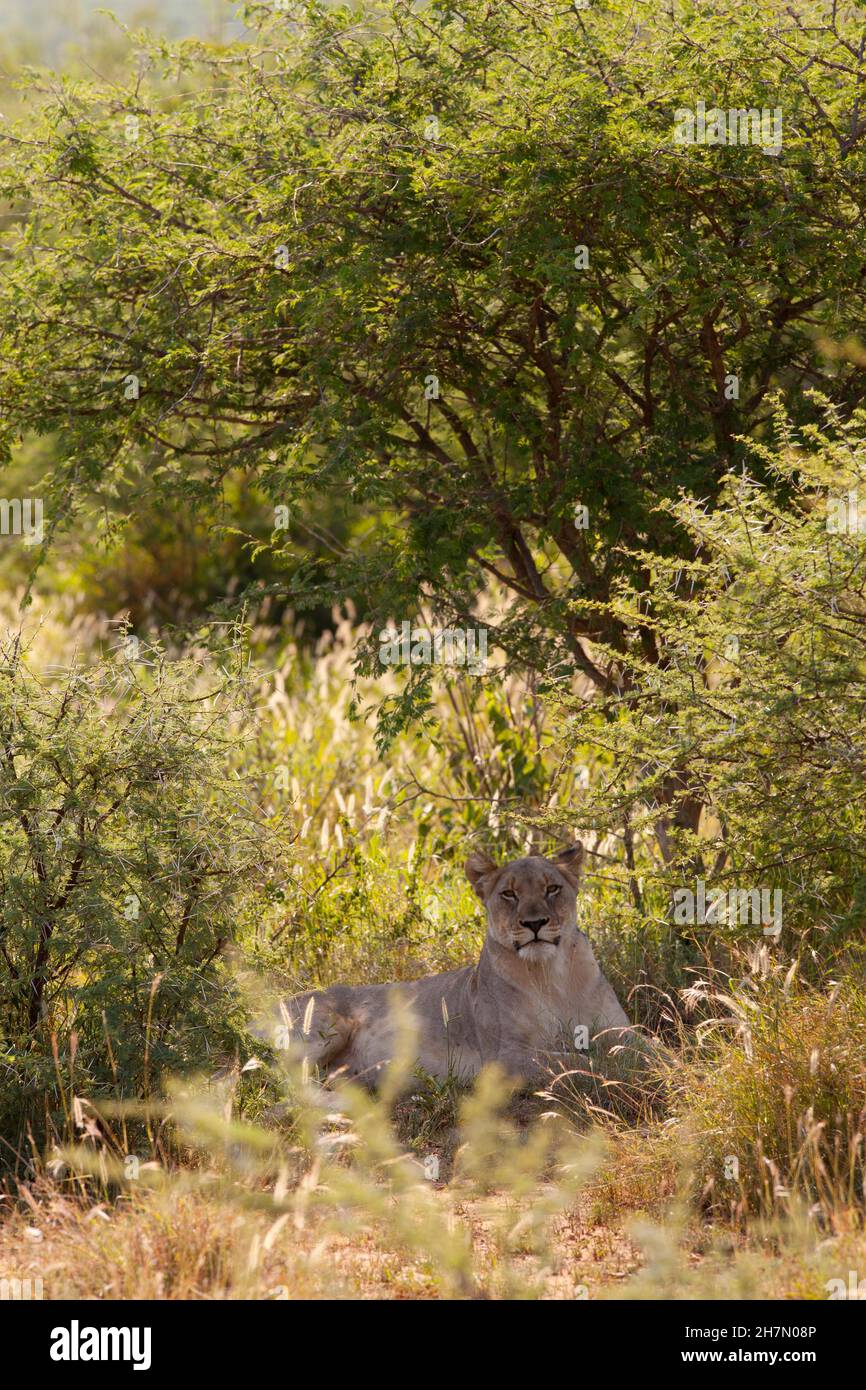 Young lioness roaming the lion (Panthera Leo), Safari, Madikwe Game ...