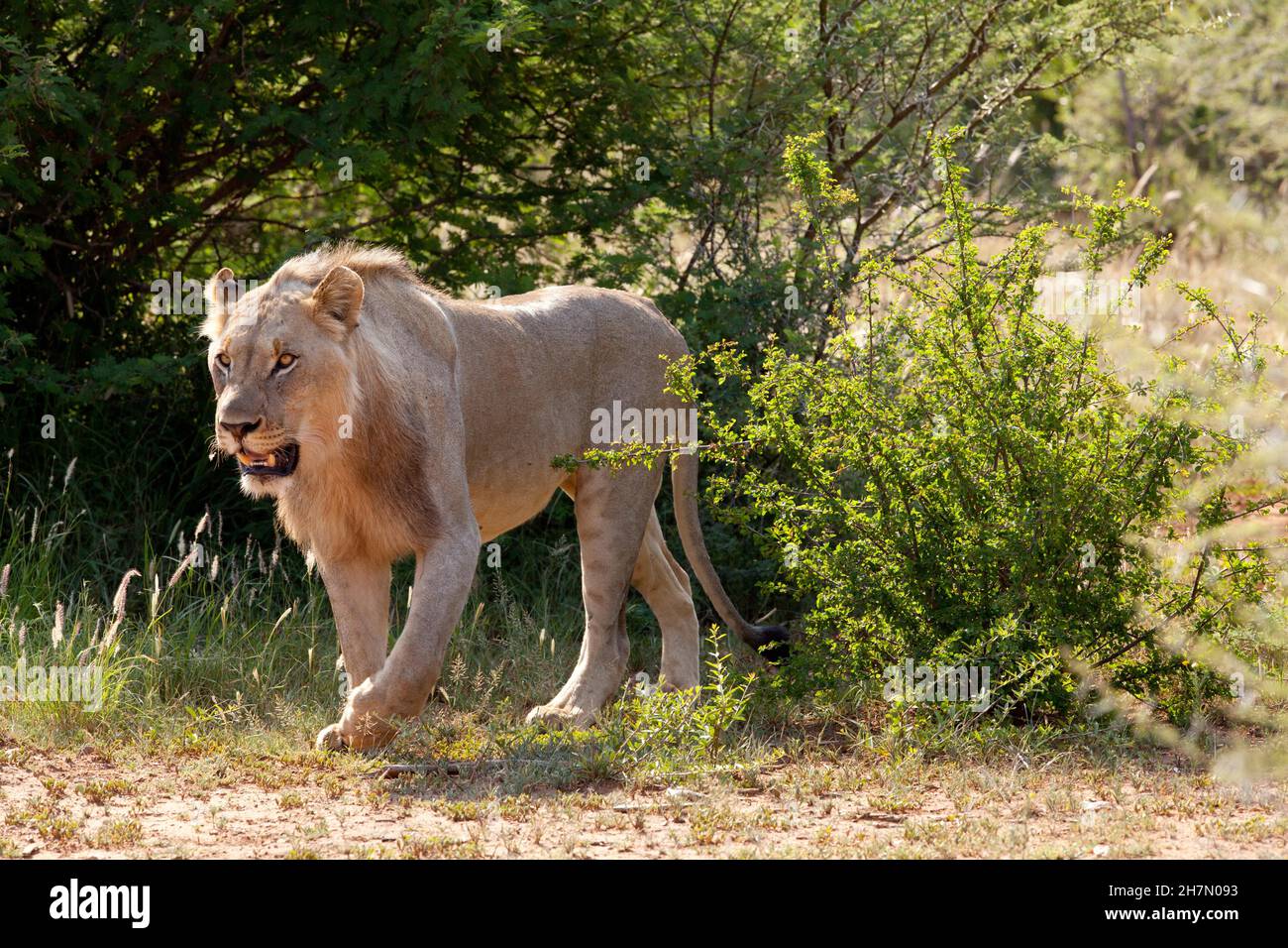 Young male lion (Panthera Leo), bush, safari, Madikwe Game Reserve ...