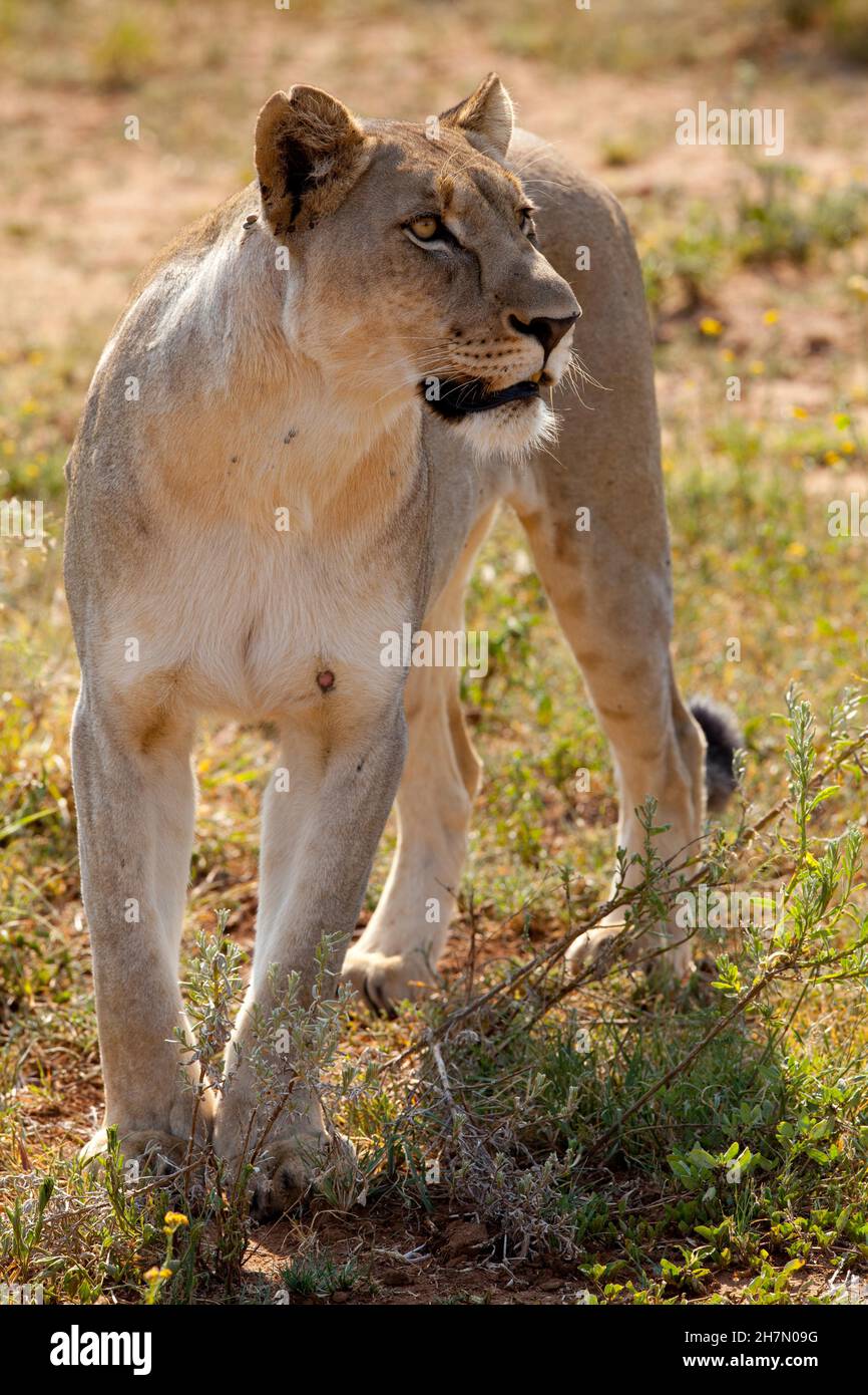 Lioness in the bush (Panthera Leo), Safari, Madikwe Game Reserve, South ...