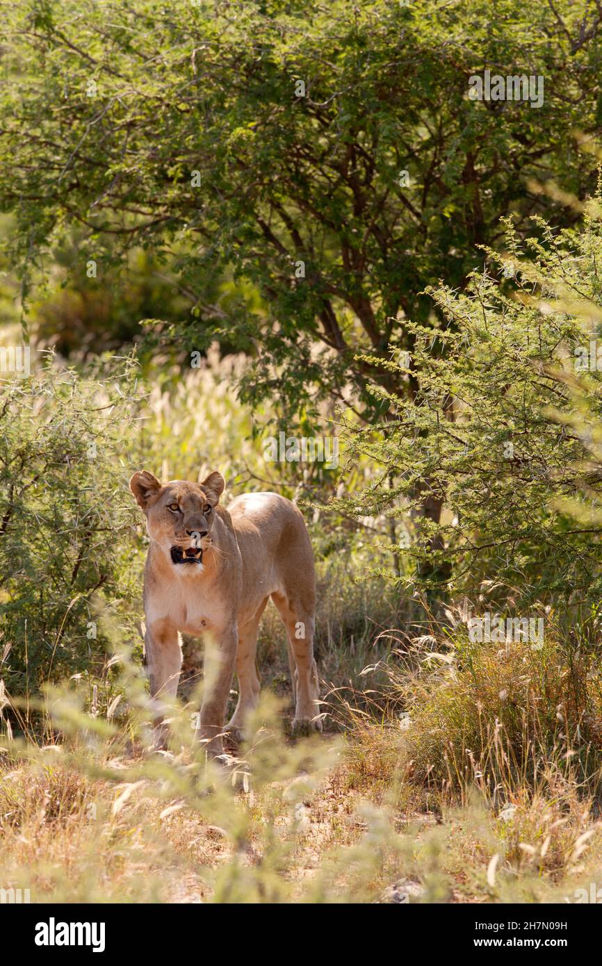 Young lioness roaming the lion (Panthera Leo), Safari, Madikwe Game ...