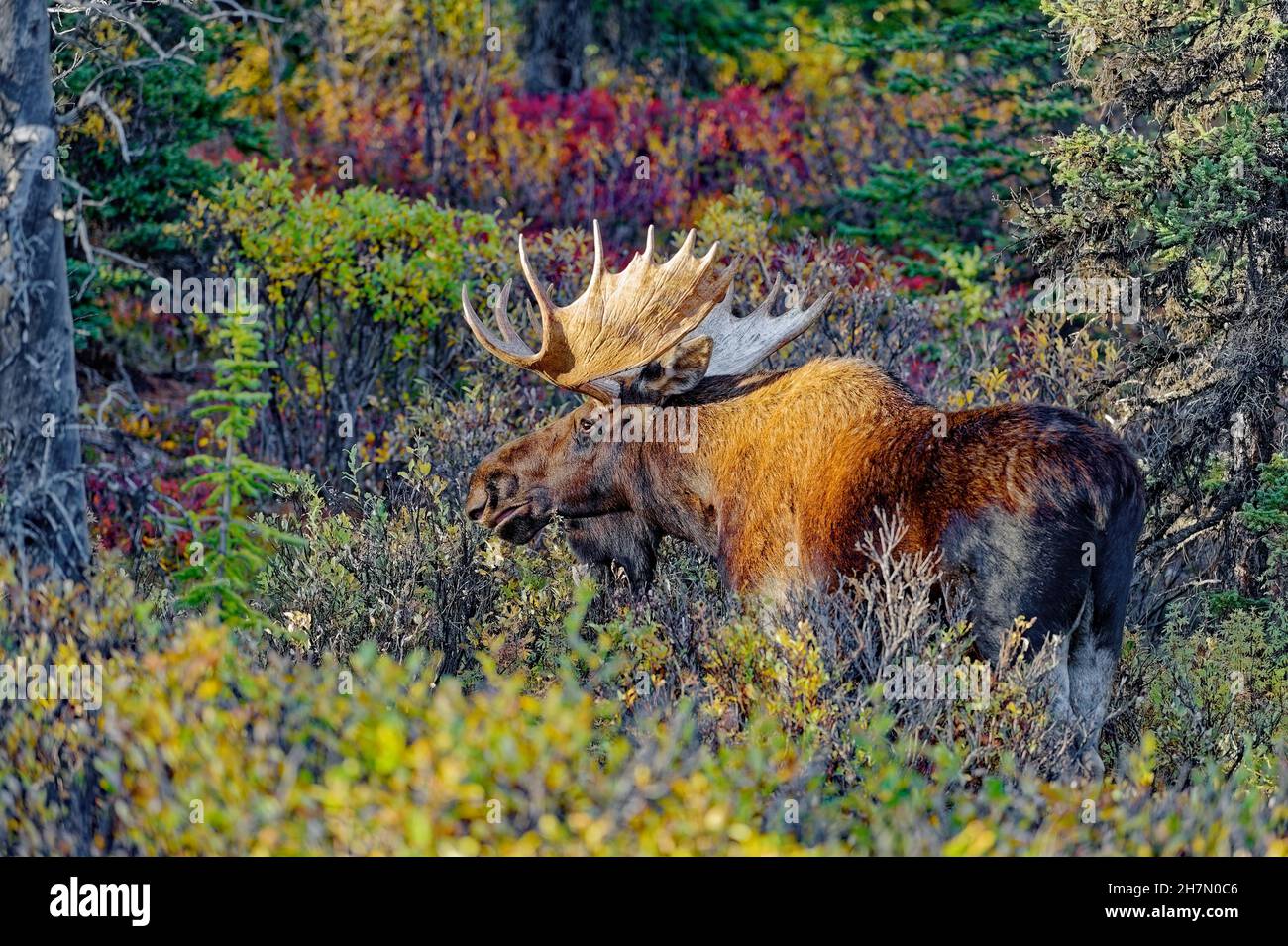 Elk (Alces alces), magnificent antlers, rutting season, magnificent ...