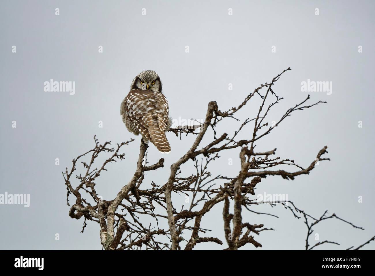 Rear view of owl hi-res stock photography and images - Alamy