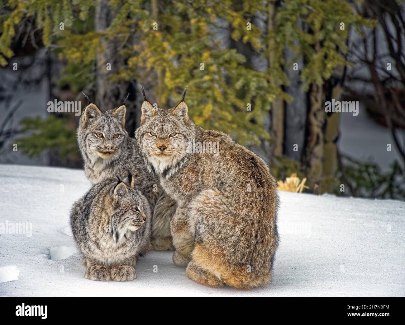 Wild Canada canada lynx (Lynx canadensis) in the wild, mother lynx with ...